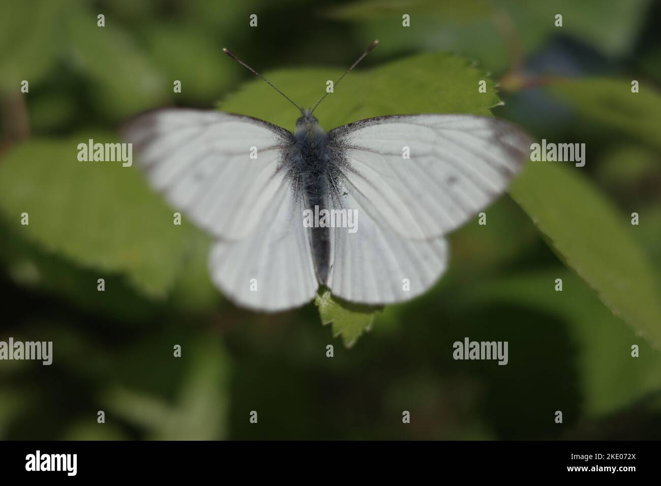 A closeup shot of the butterfly on a plant Stock Photo - Alamy