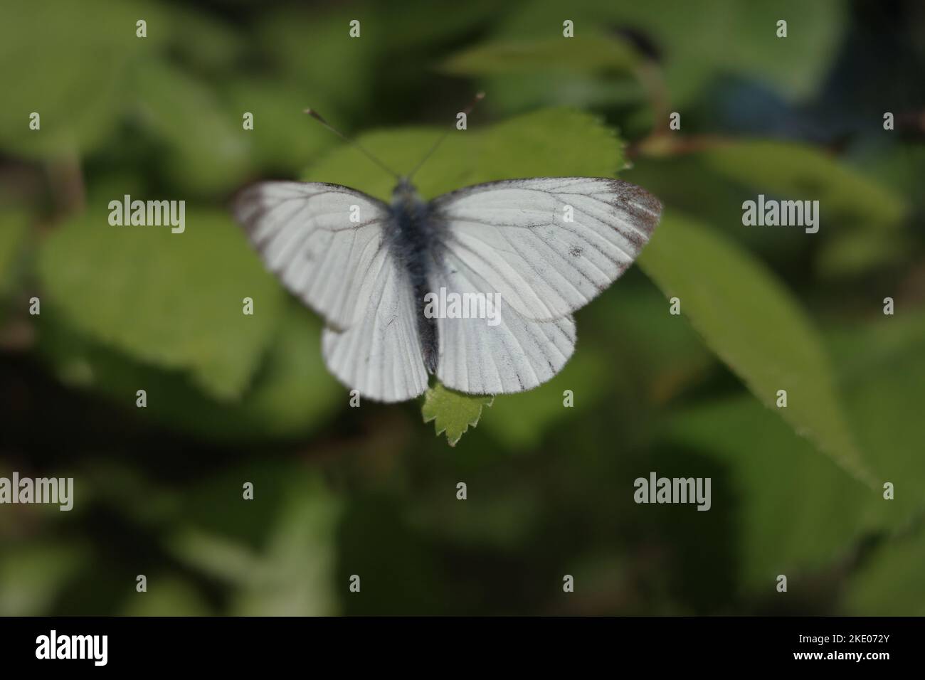 A closeup shot of the butterfly on a plant Stock Photo - Alamy