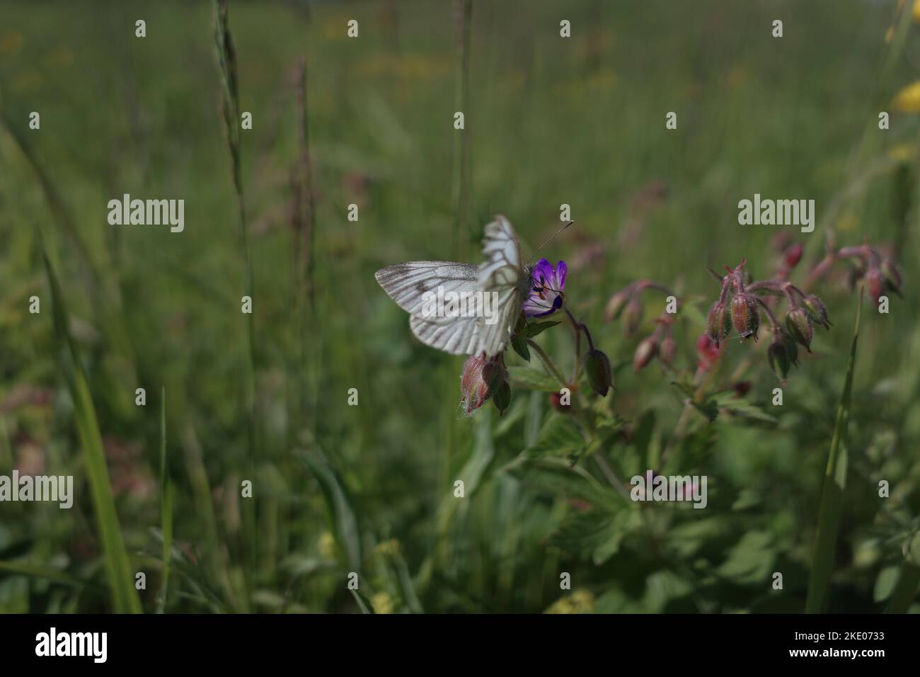 A closeup shot of the butterfly on a plant Stock Photo - Alamy