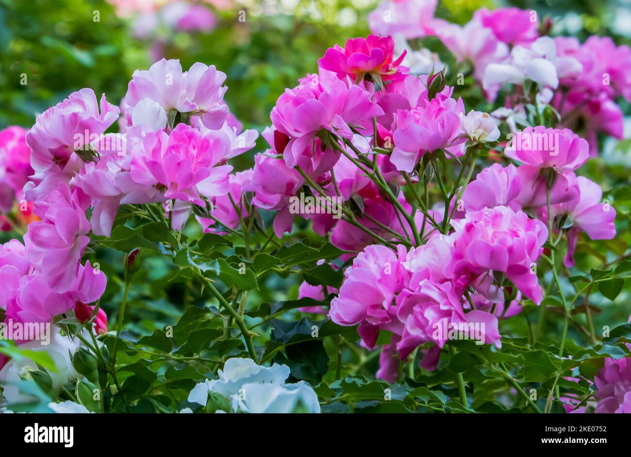 ' Leonie Lamesch ' floribunda rose variety , Rosa rugosa , Pink rose ...