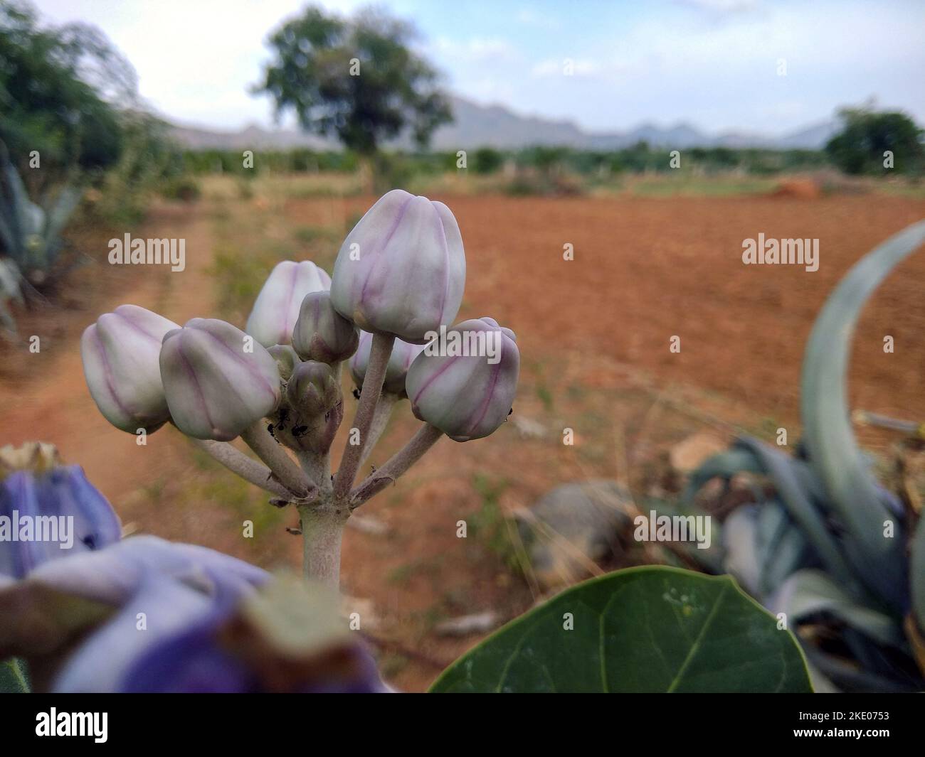 Calotropis gigantea buds (Jilledu moggalu) in a farm Stock Photo - Alamy