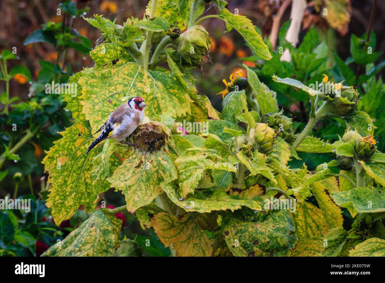 A closeup of an adorable goldfinch bird on a beautiful green plant ...