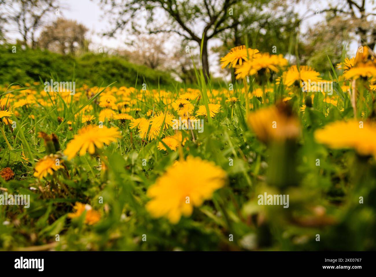 A beautiful view of yellow dandelion flowers in a field Stock Photo - Alamy