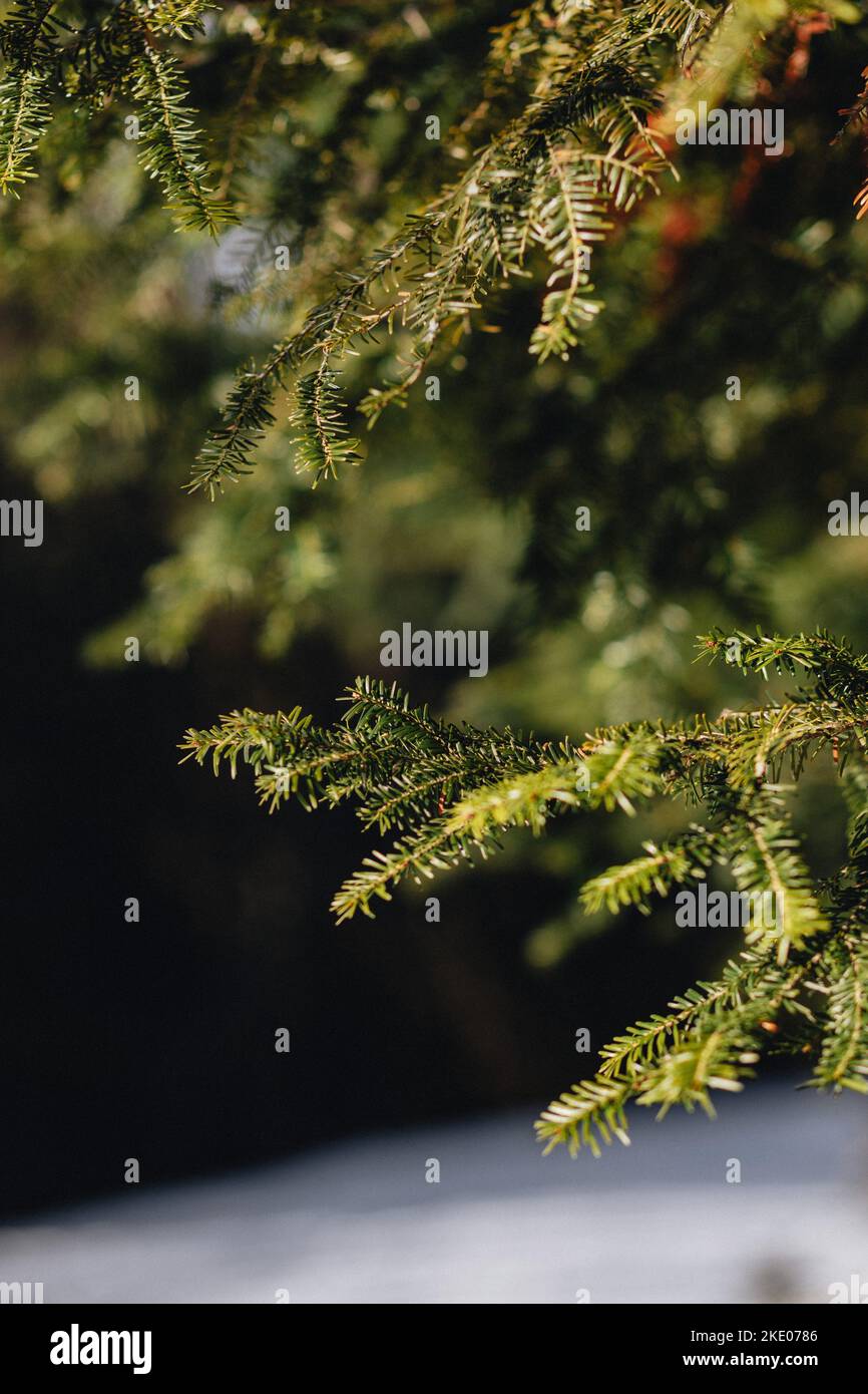 A vertical selective focus of fir tree branches on a sunny day Stock ...