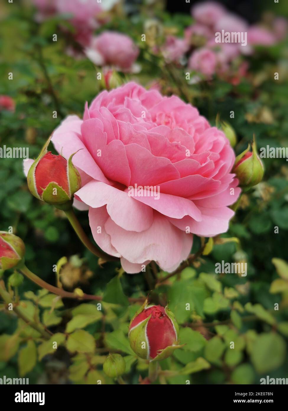Floribundas roses hi-res stock photography and images - Alamy
