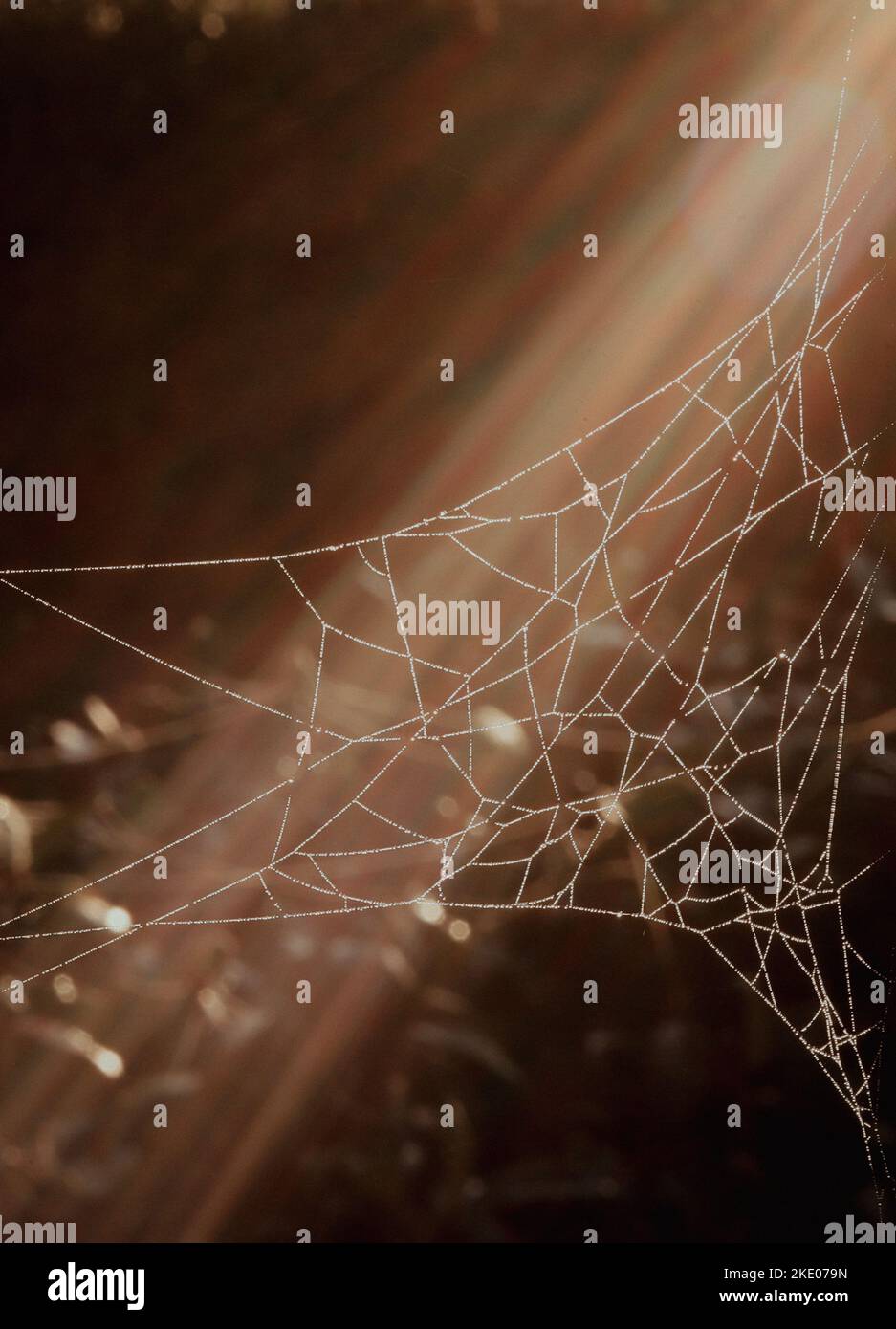 A close up of a spider web with sun flares in the background on a sunny ...