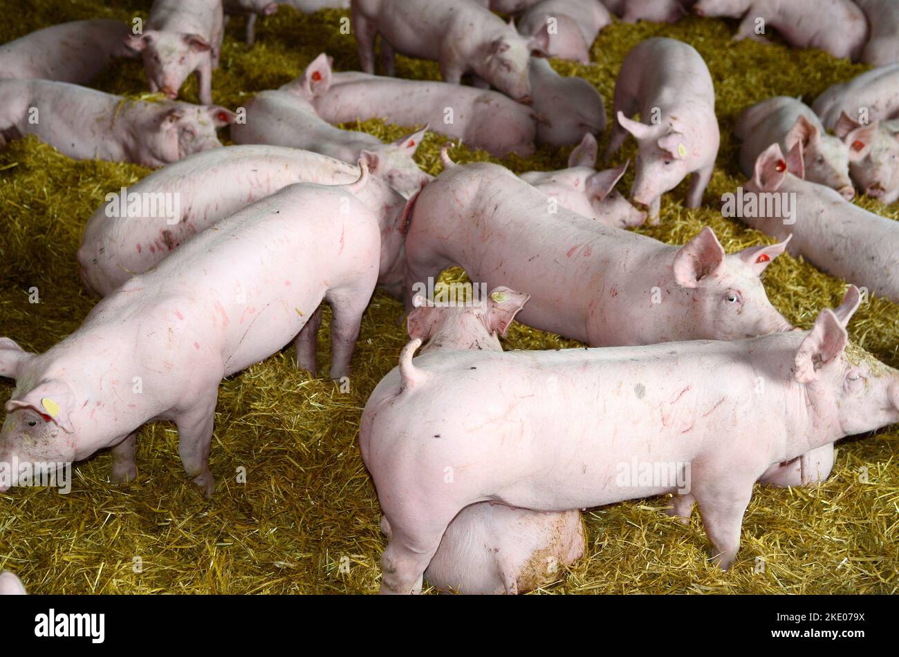 Austria, pig farming Stock Photo - Alamy