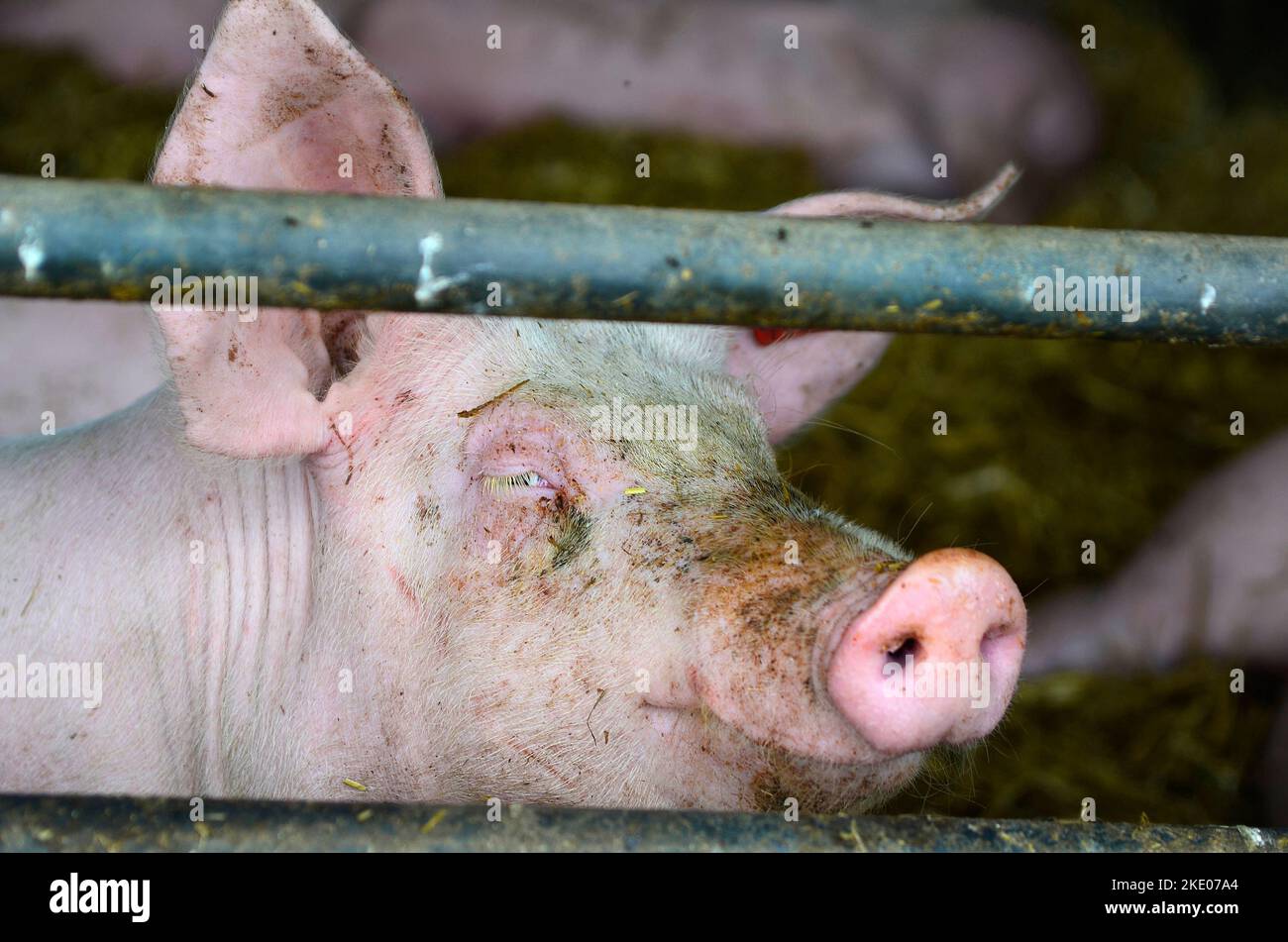 Austria, pig farming Stock Photo - Alamy