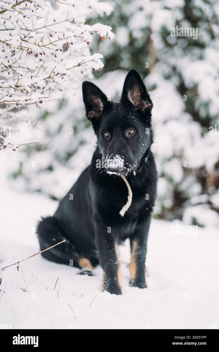 A cute German shepherd playing with the snow Stock Photo - Alamy