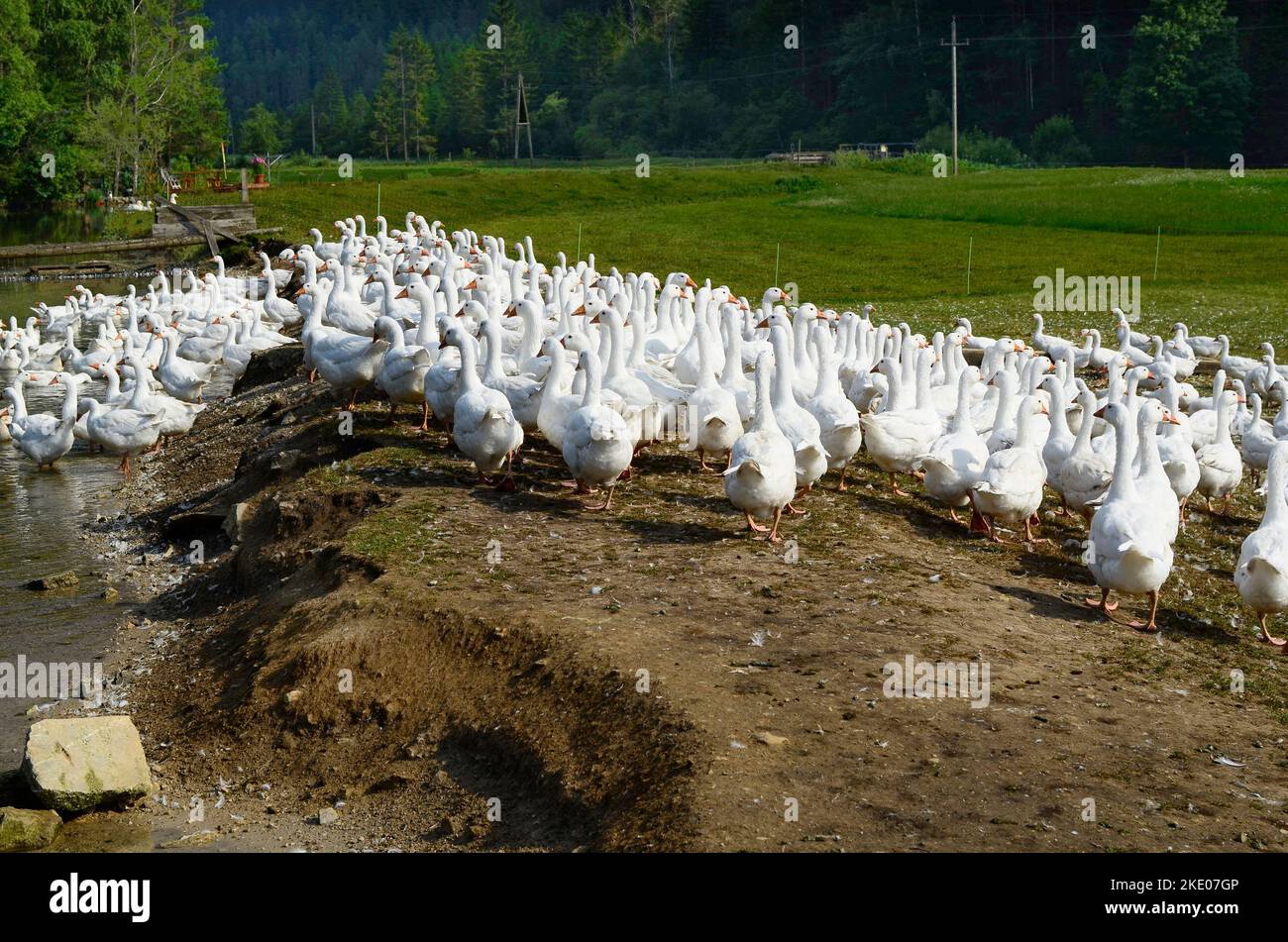 Austria, large group of white geese on pasture Stock Photo - Alamy