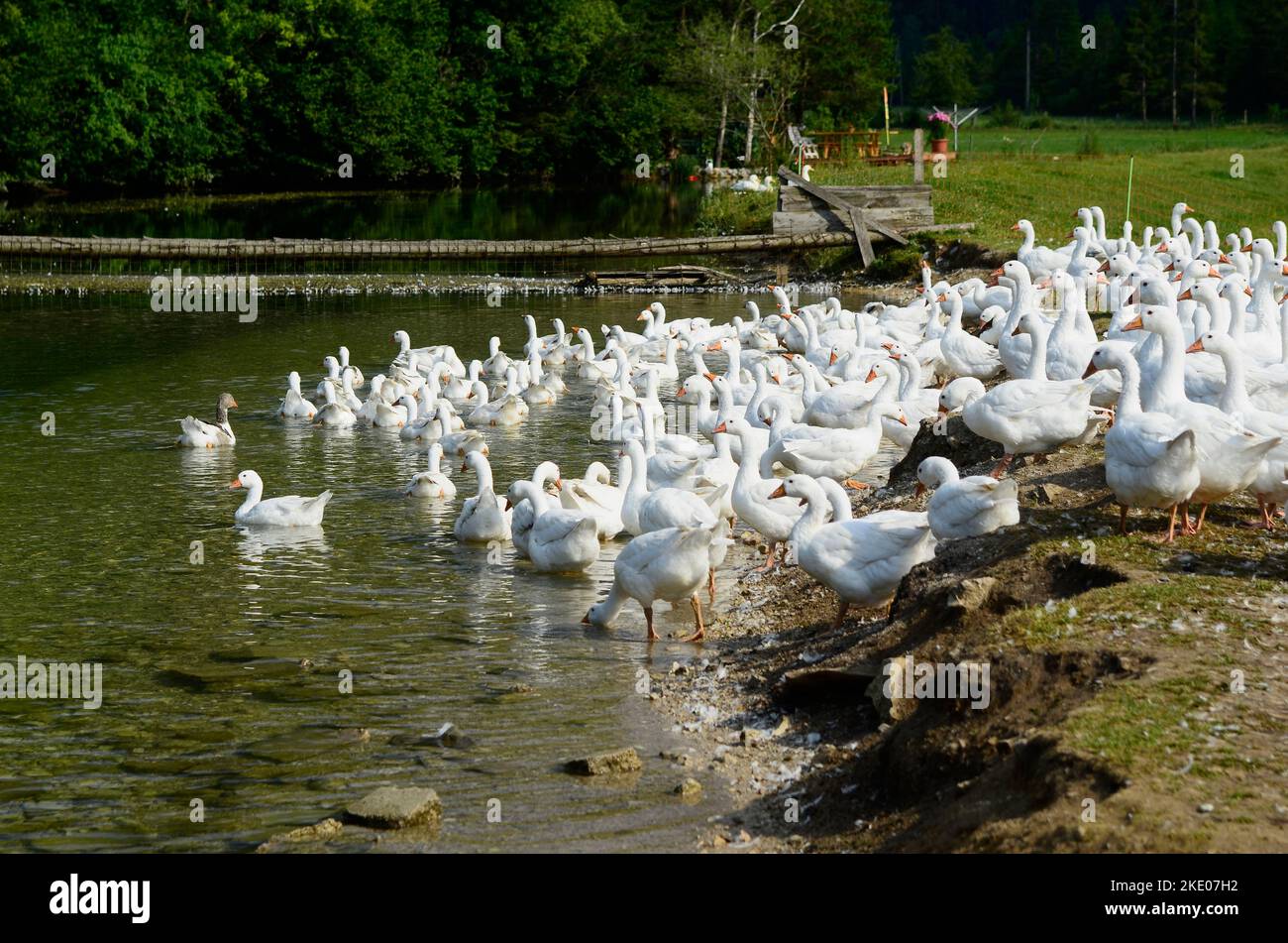 Austria, large group of white geese on pasture Stock Photo - Alamy