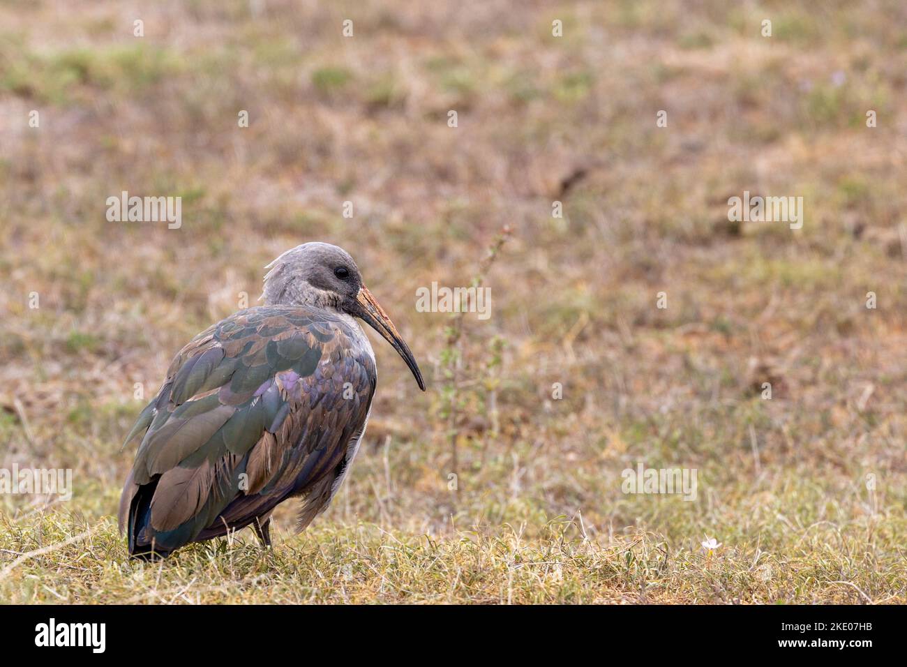 A grey Ibis bird on the dry grass Stock Photo - Alamy
