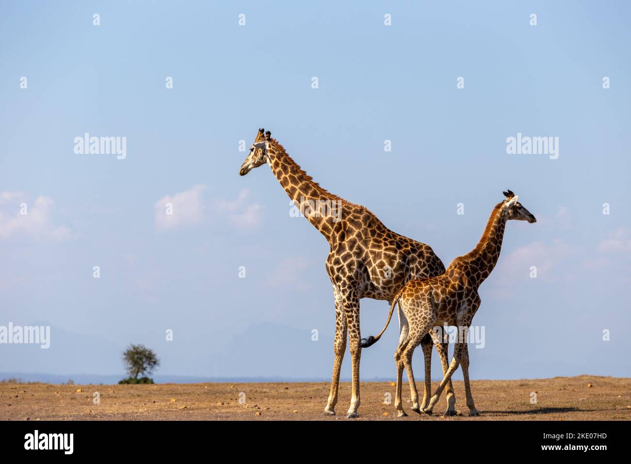 A mother giraffe with its baby Stock Photo - Alamy