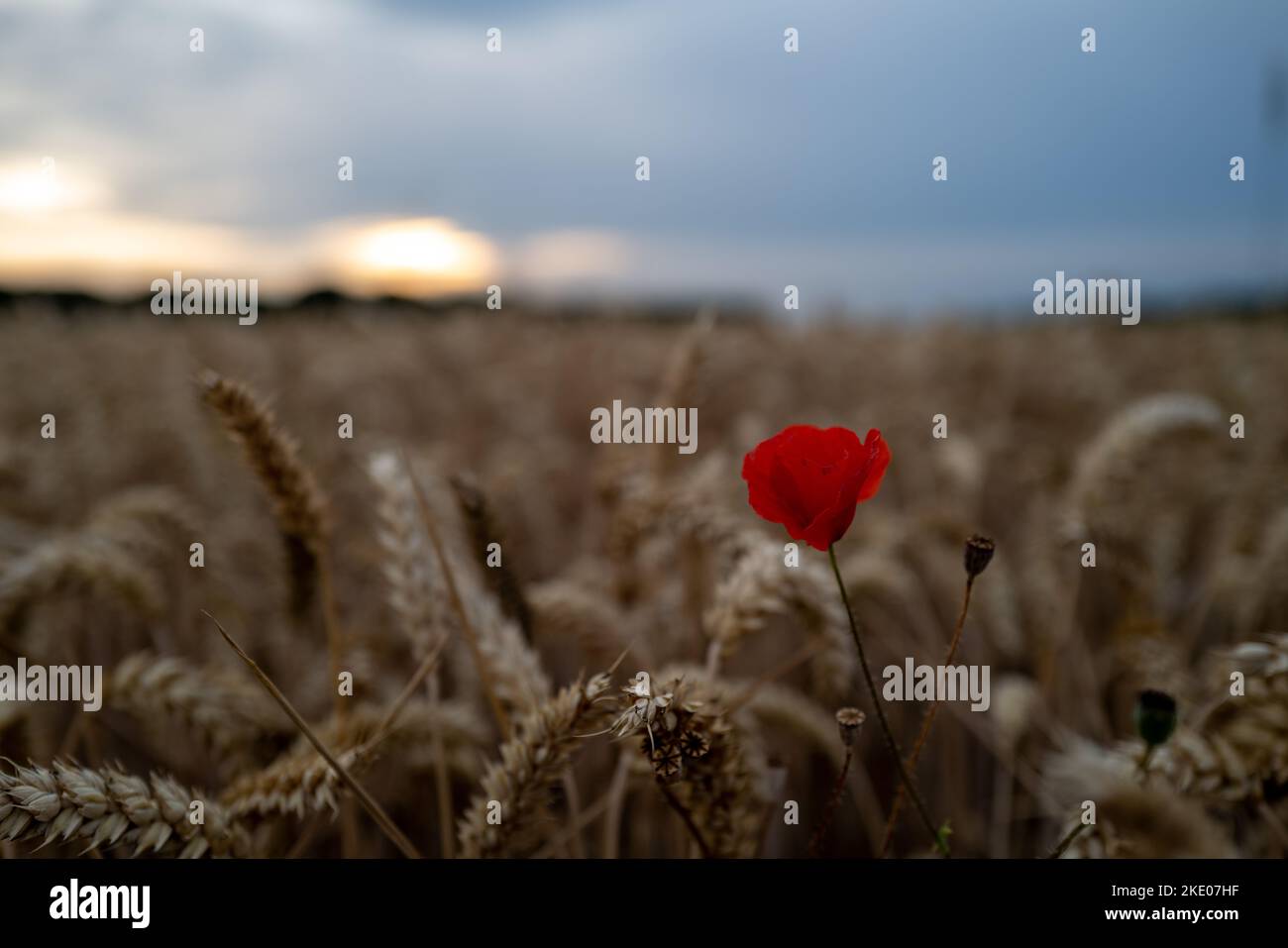 A closeup shot of a red poppy among wheat ears Stock Photo - Alamy