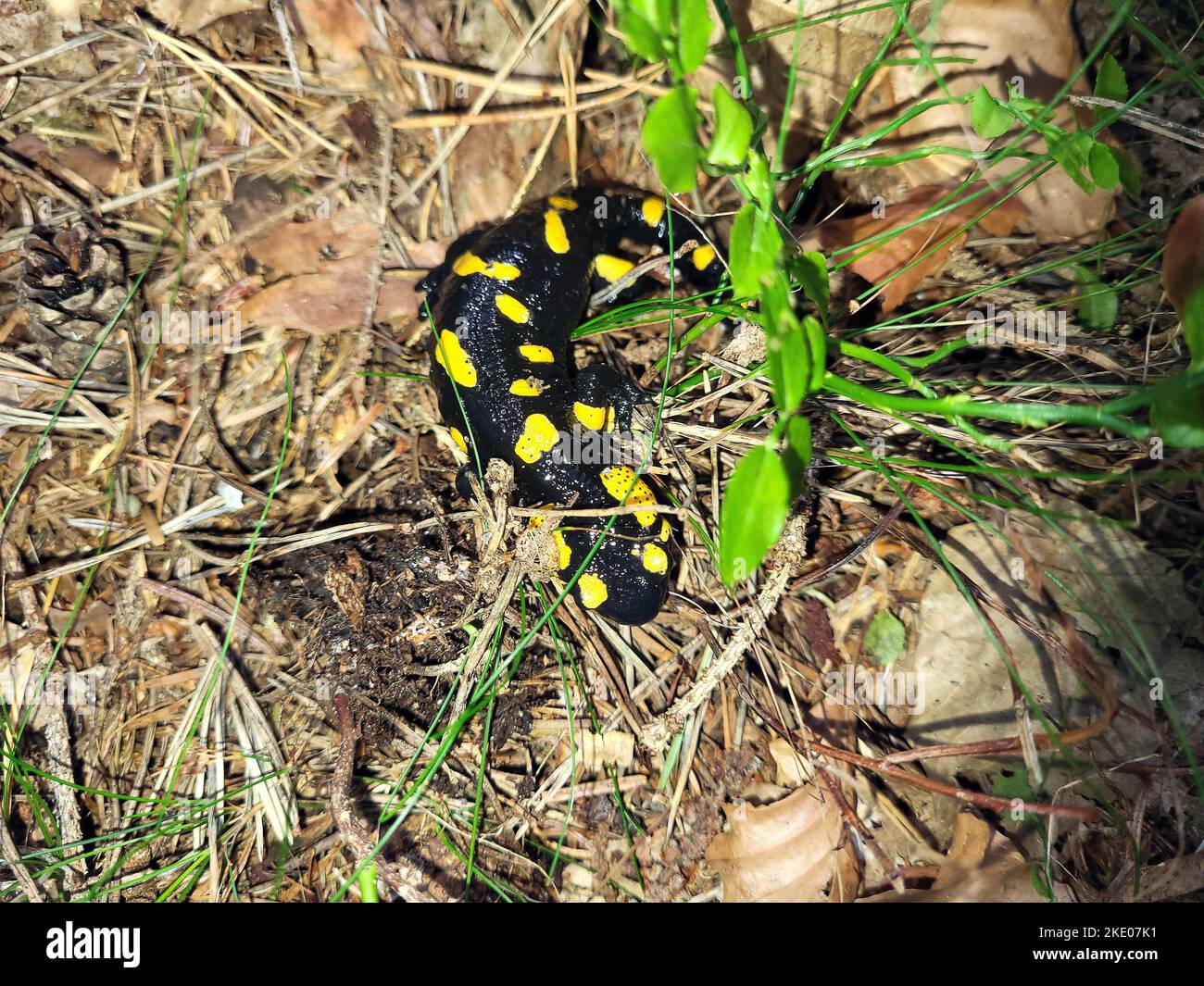Austria, fire salamander on forest floor Stock Photo - Alamy