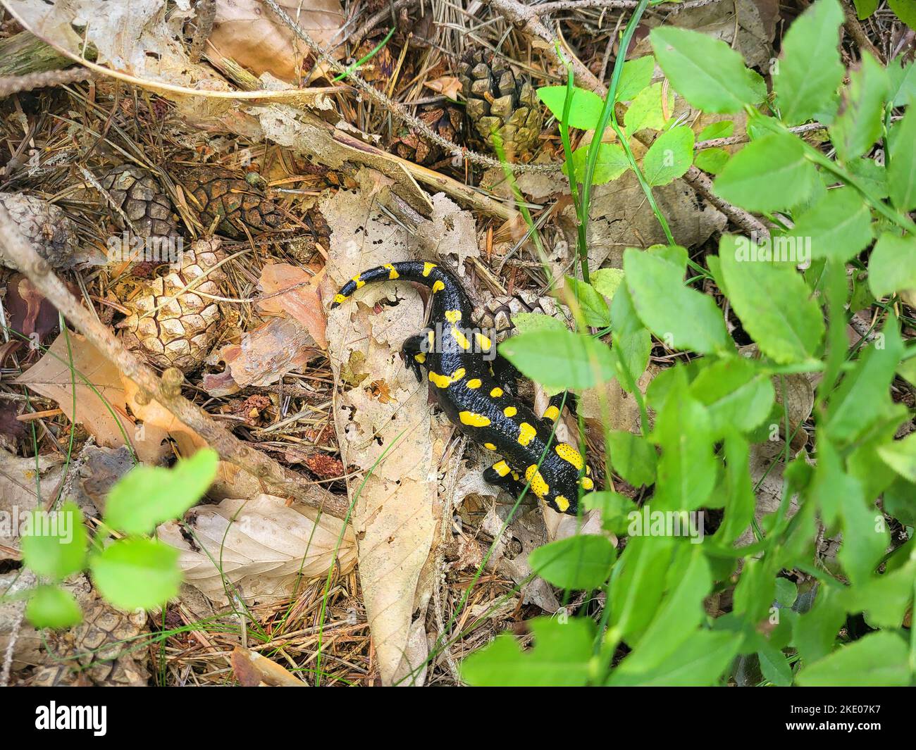 Austria, fire salamander on forest floor Stock Photo - Alamy