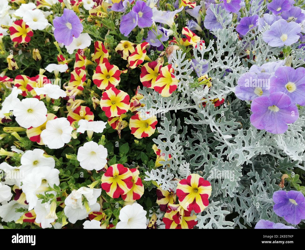 A closeup shot of colorful petunia flowers Stock Photo - Alamy