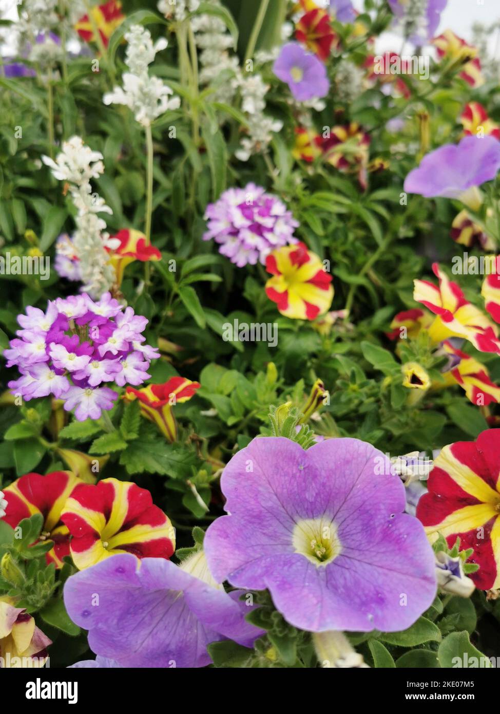 A vertical shot of colorful petunia flowers Stock Photo - Alamy