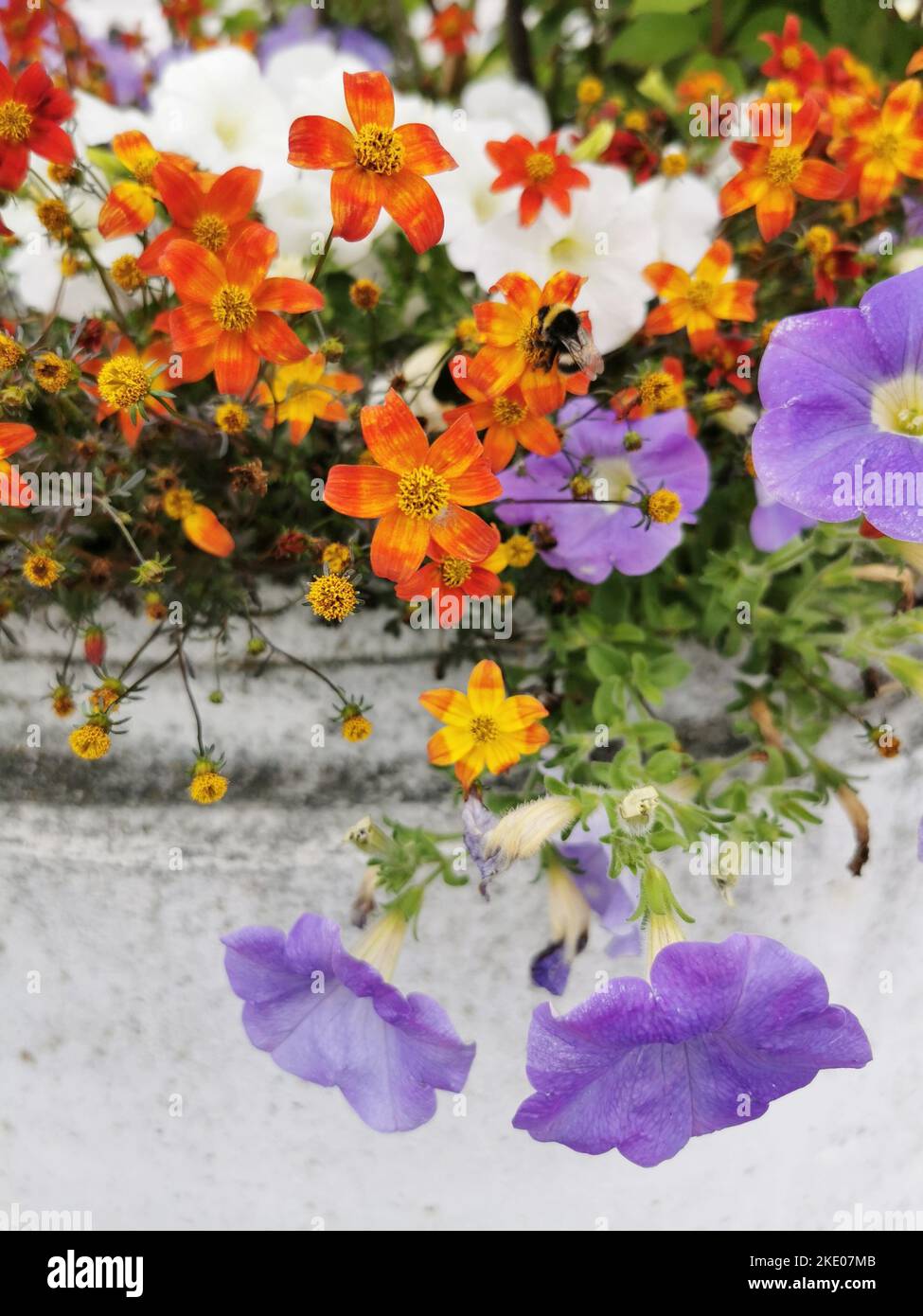 A vertical shot of colorful petunia flowers Stock Photo - Alamy