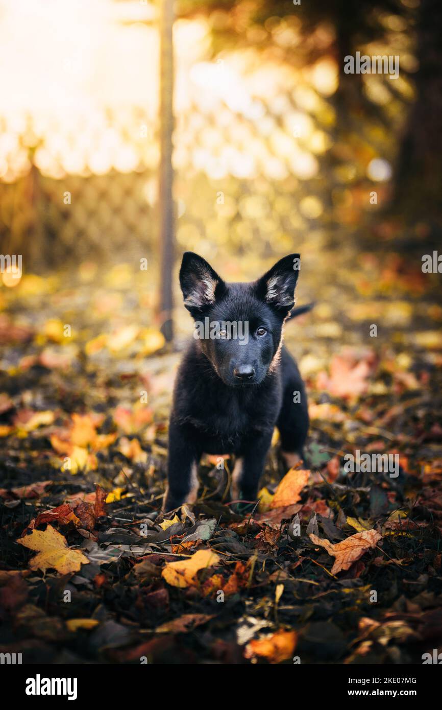 A vertical shot of a German shepherd outdoors Stock Photo - Alamy