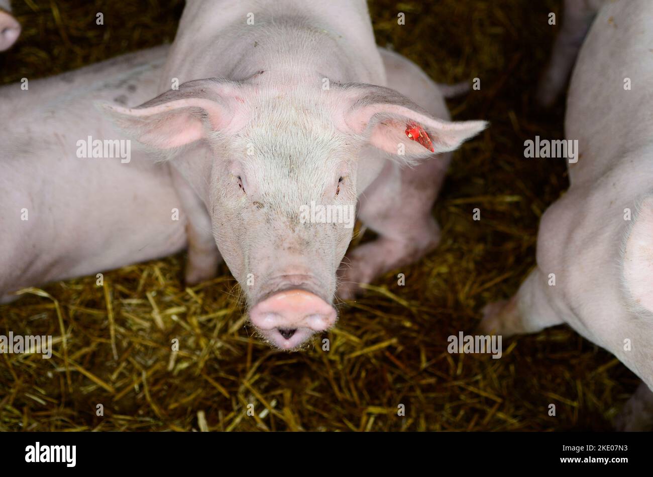 Austria, pig raising Stock Photo - Alamy