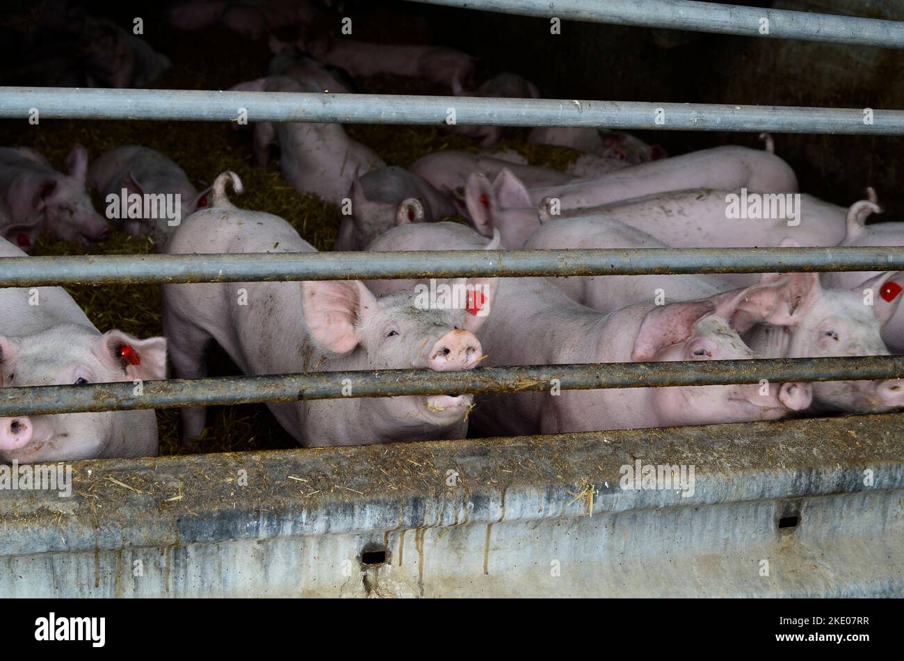 Austria, pig raising Stock Photo - Alamy