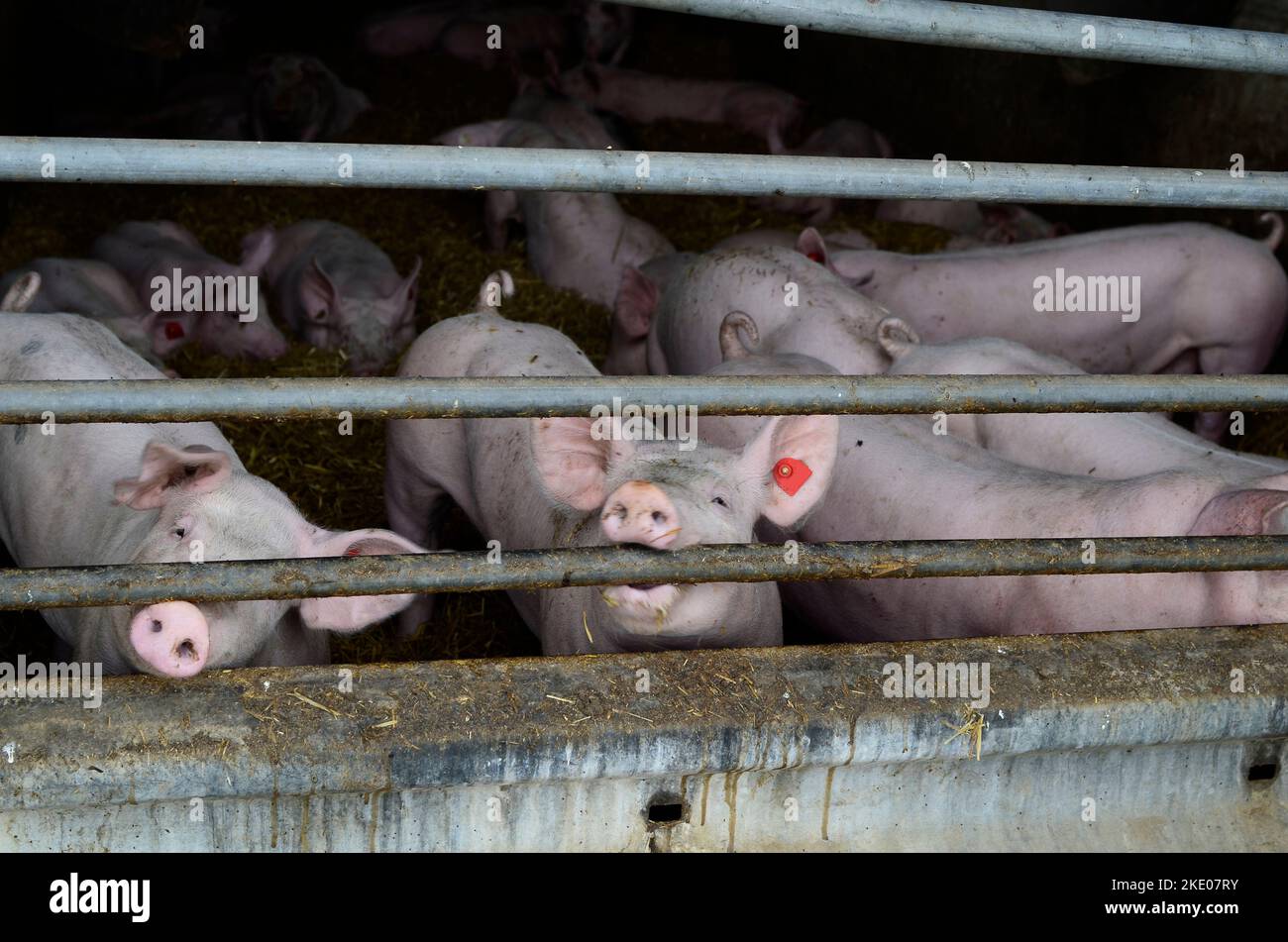 Austria, pig raising Stock Photo - Alamy