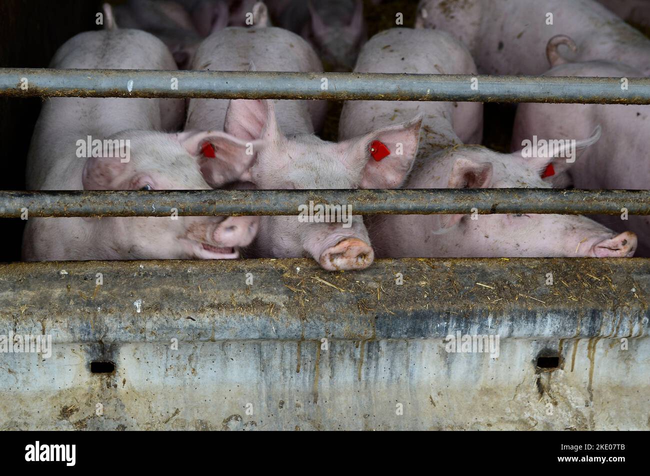 Austria, pig raising Stock Photo - Alamy