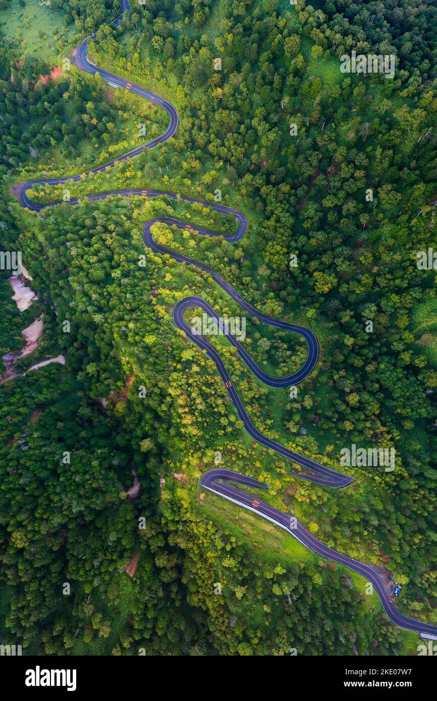 A vertical aerial top view of a winding road in the middle of evergreen ...