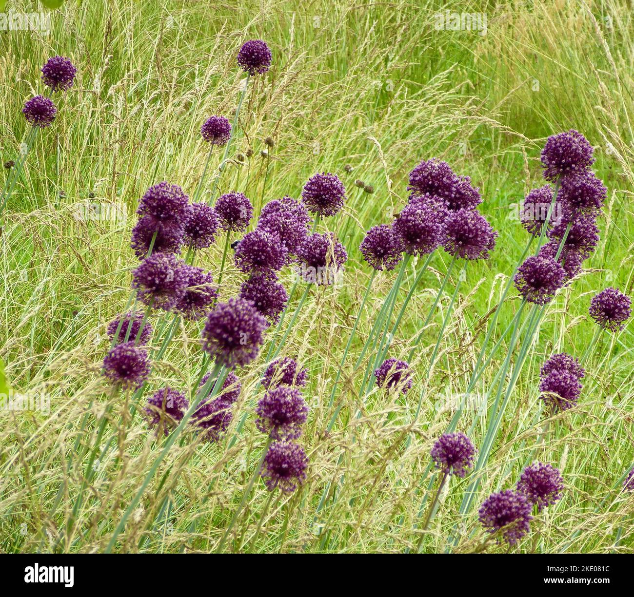 A field of wild onions (Allium ampeloprasum) on a sunny day perfect for ...