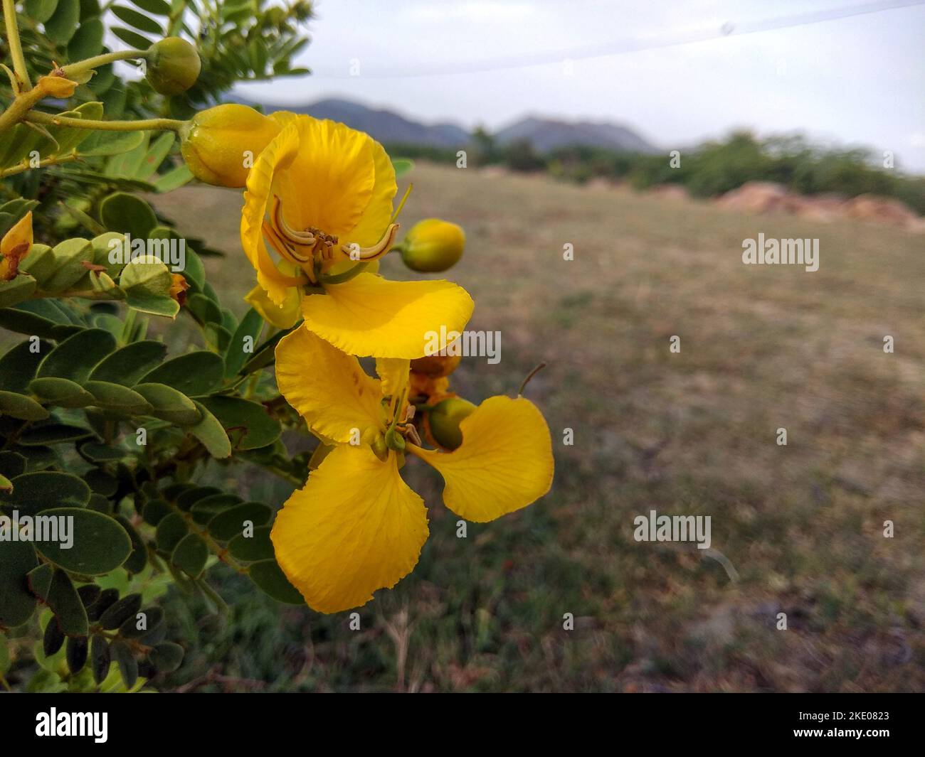 Senna plant tea hi-res stock photography and images - Alamy