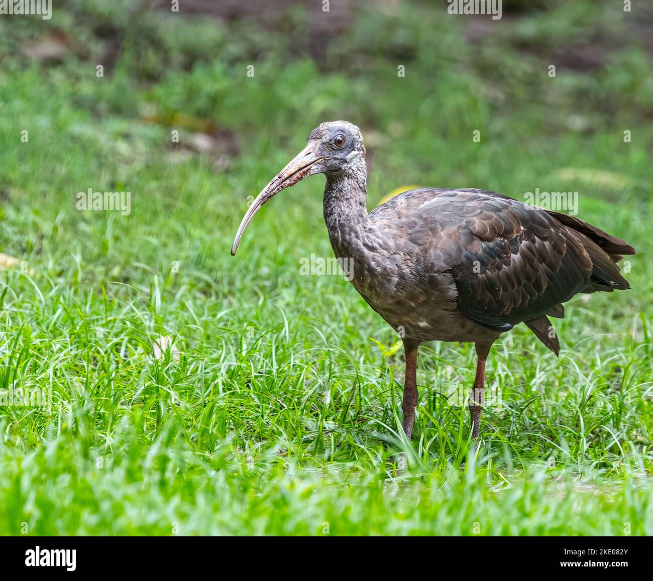 The profile view of a Juvenile Rednap ibis perching on the grass Stock ...