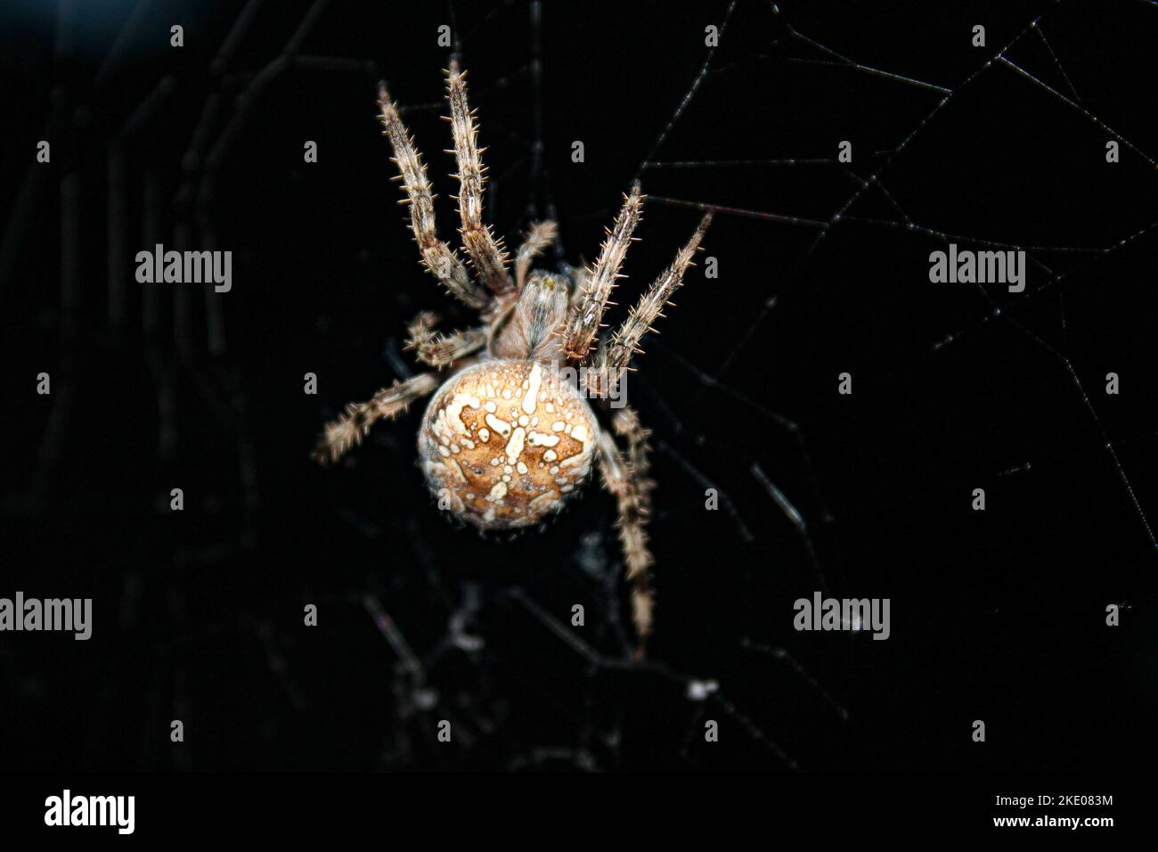 A macro shot of a European garden spider handing on a spider web on a ...
