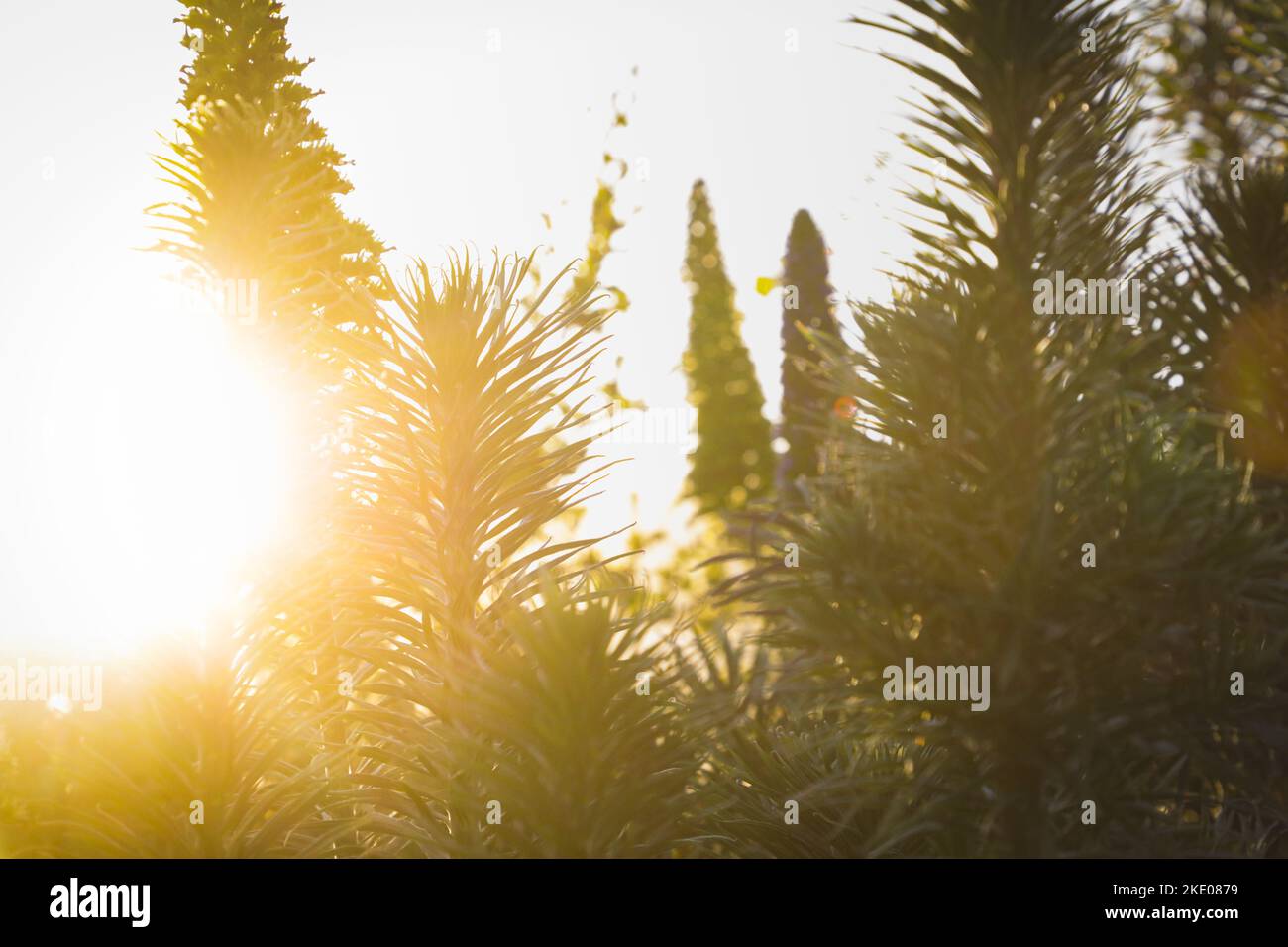 The bright sunlight reaches the botanical plants in the greenery Stock ...