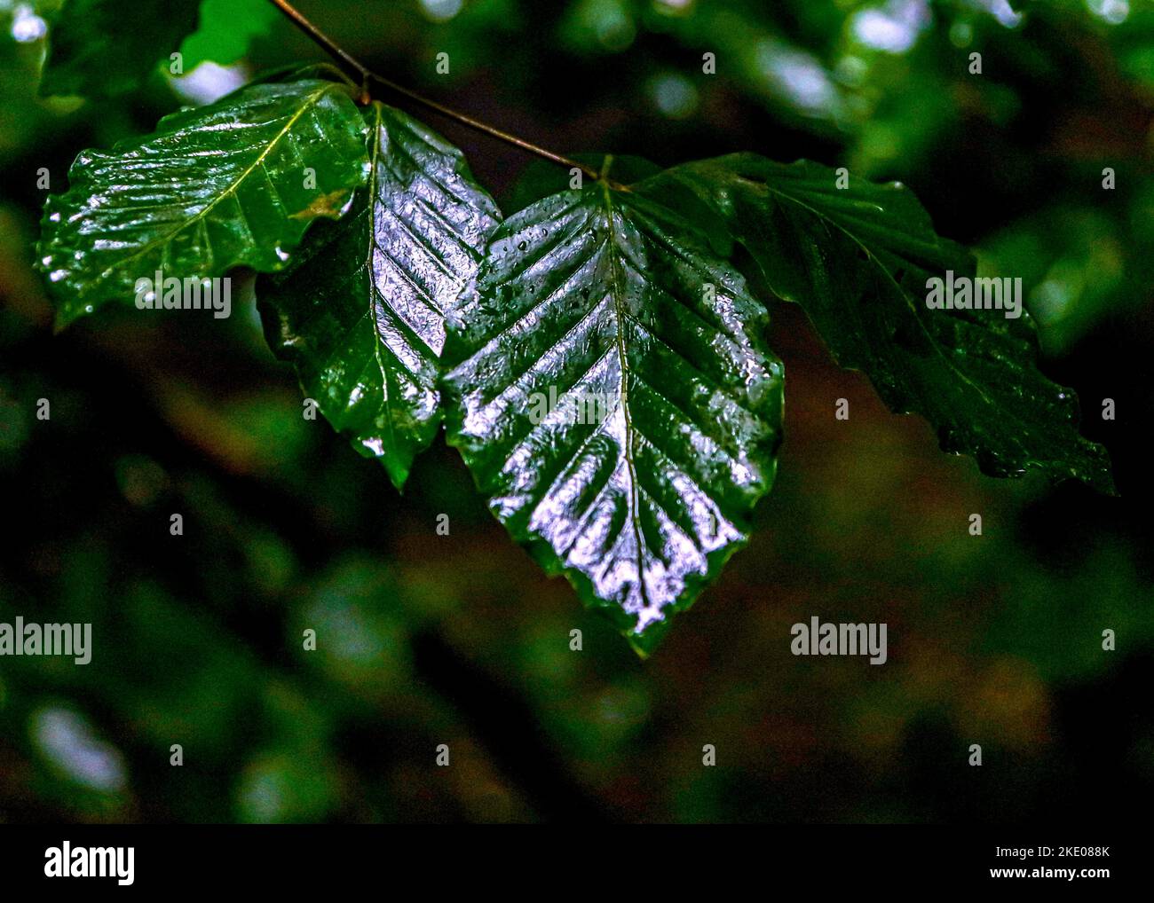 A closeup of a wet green beech tree leaf Stock Photo - Alamy