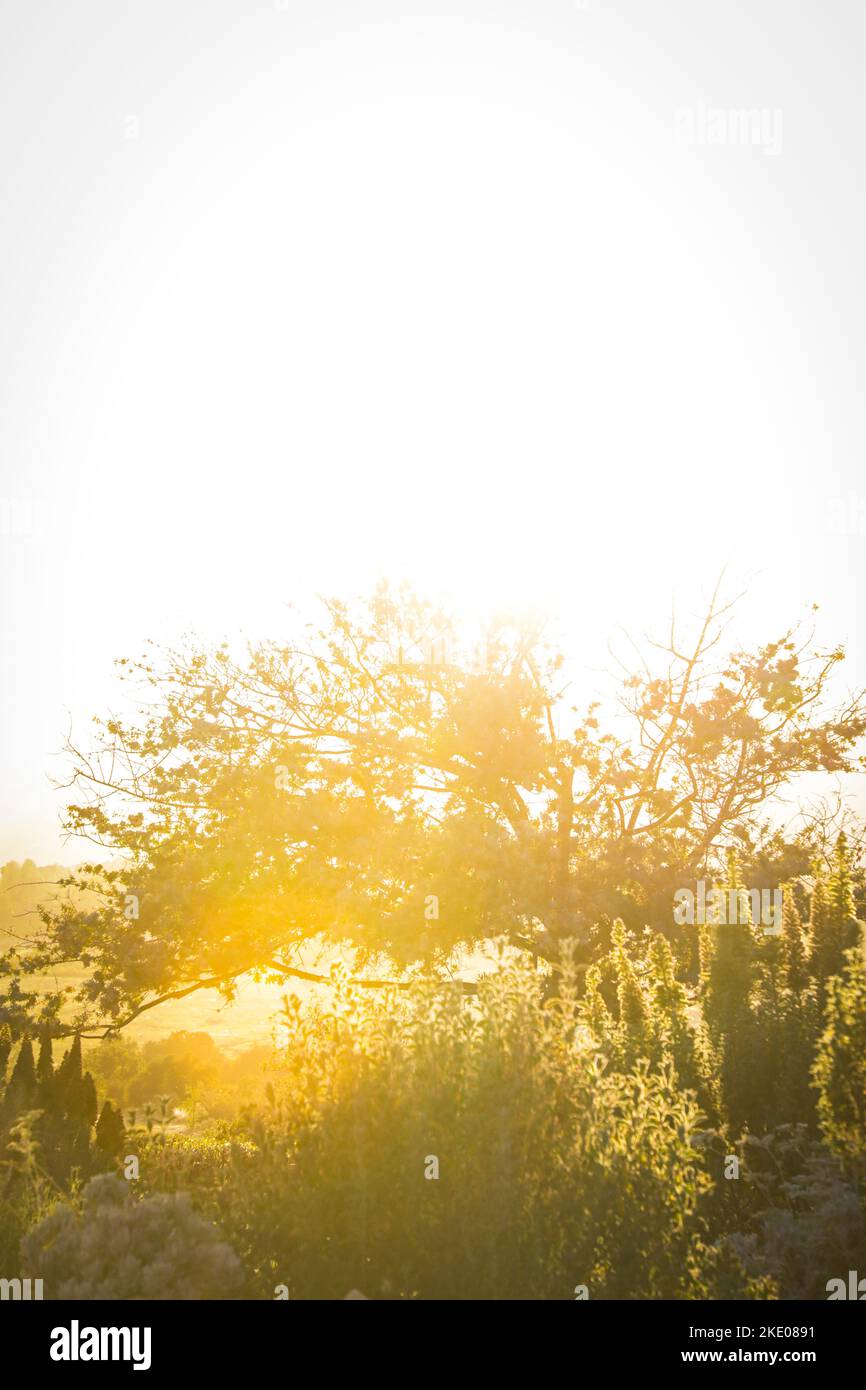 The vertical view of bright sunlight reaches the botanical plants in ...