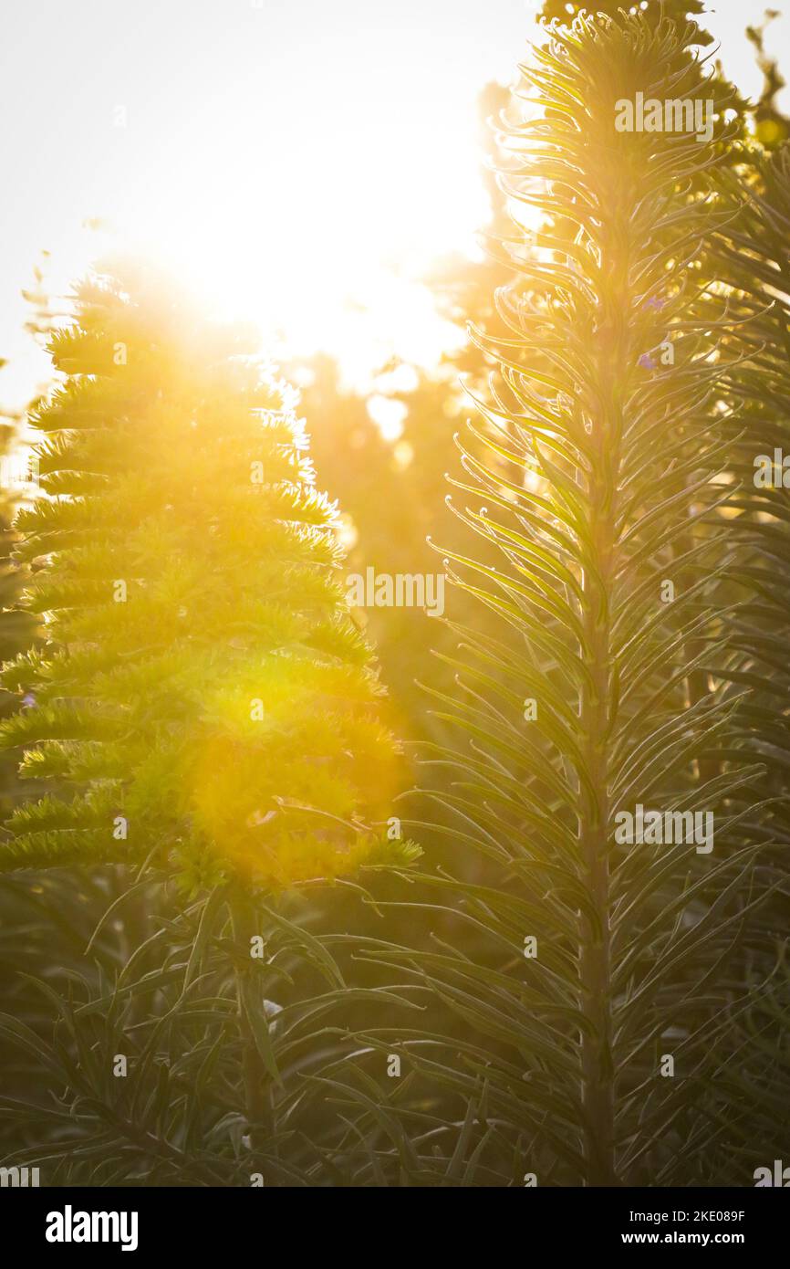 The vertical view of bright sunlight reaches the botanical plants in ...