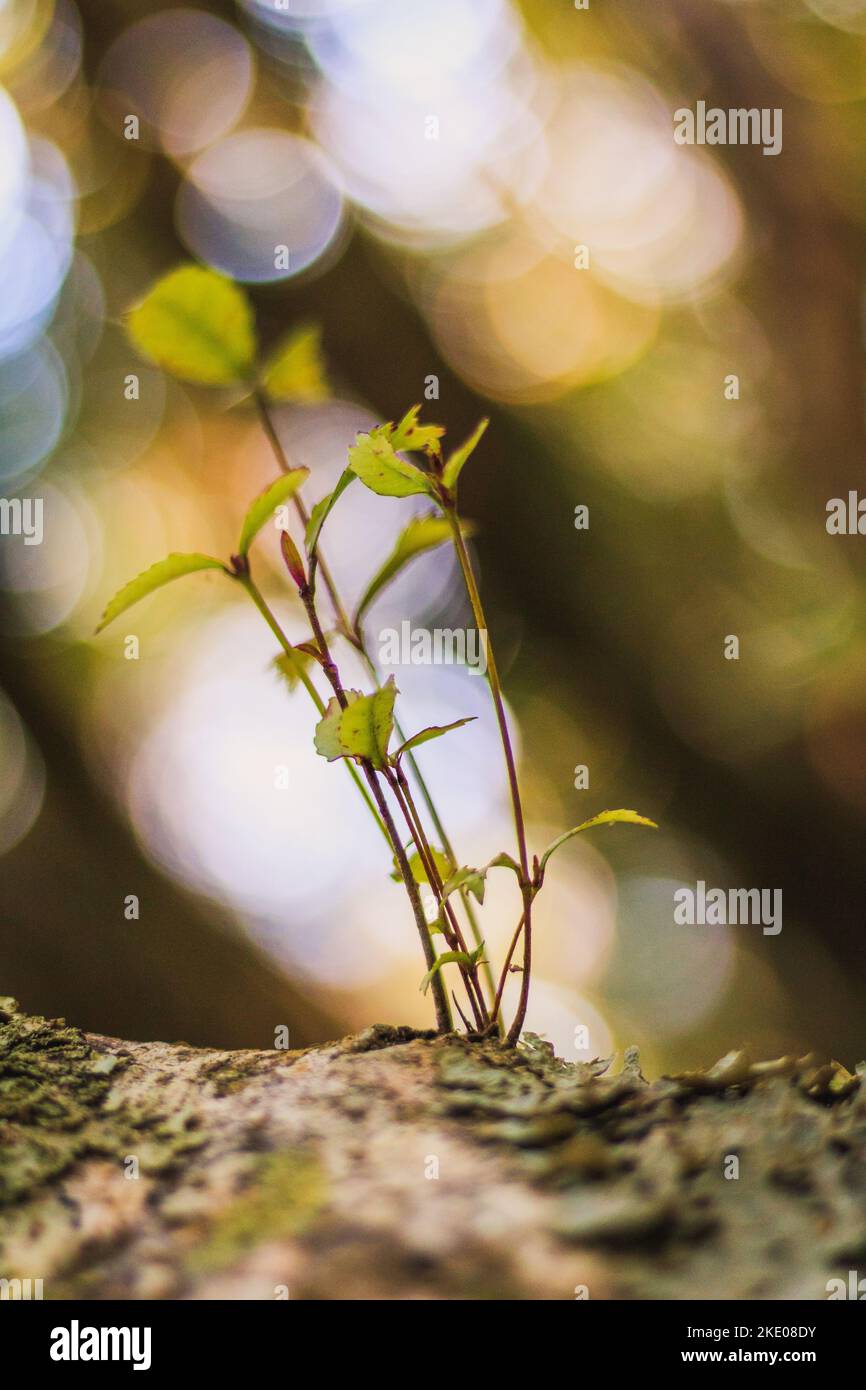 A selective focus of green tendrils growing in a forest in Invercargill ...