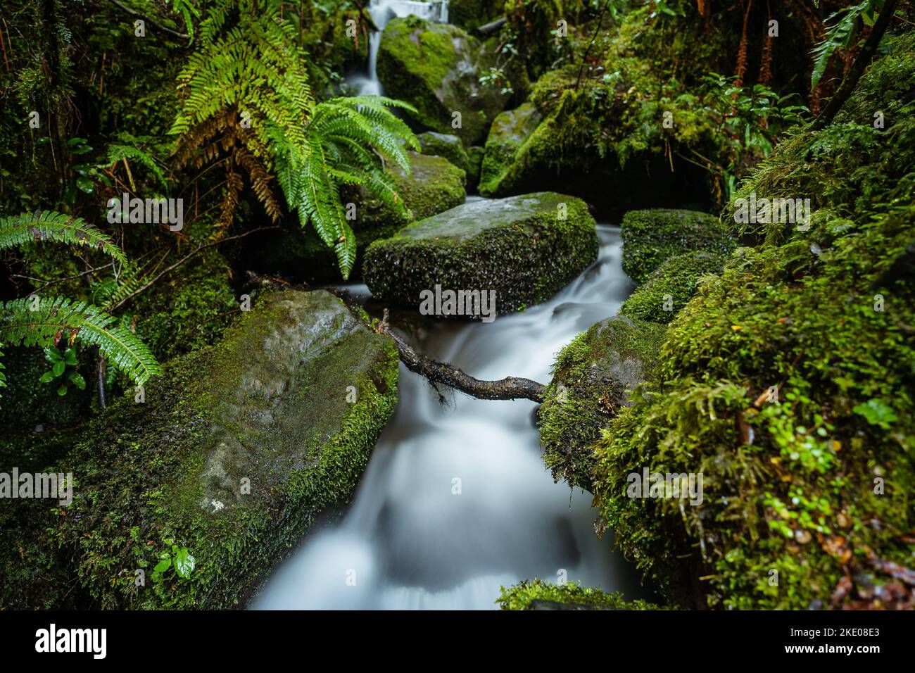 A flowing Tutoko river surrounded by trees and moss covered rocks Stock ...