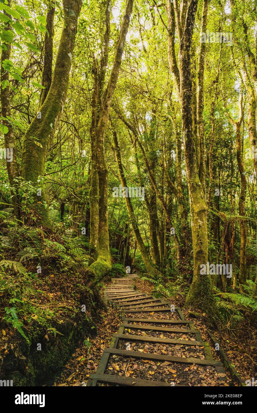 A vertical shot of wooden stairs in a beautiful green park in ...