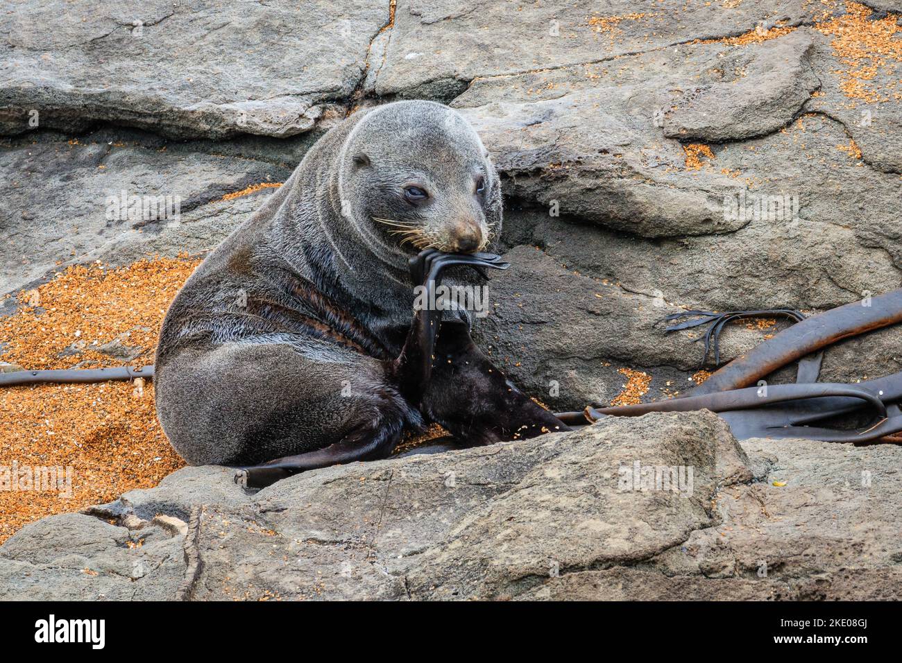 A beautiful shot of a sea lion on rocks at the beach in Katiki Point ...
