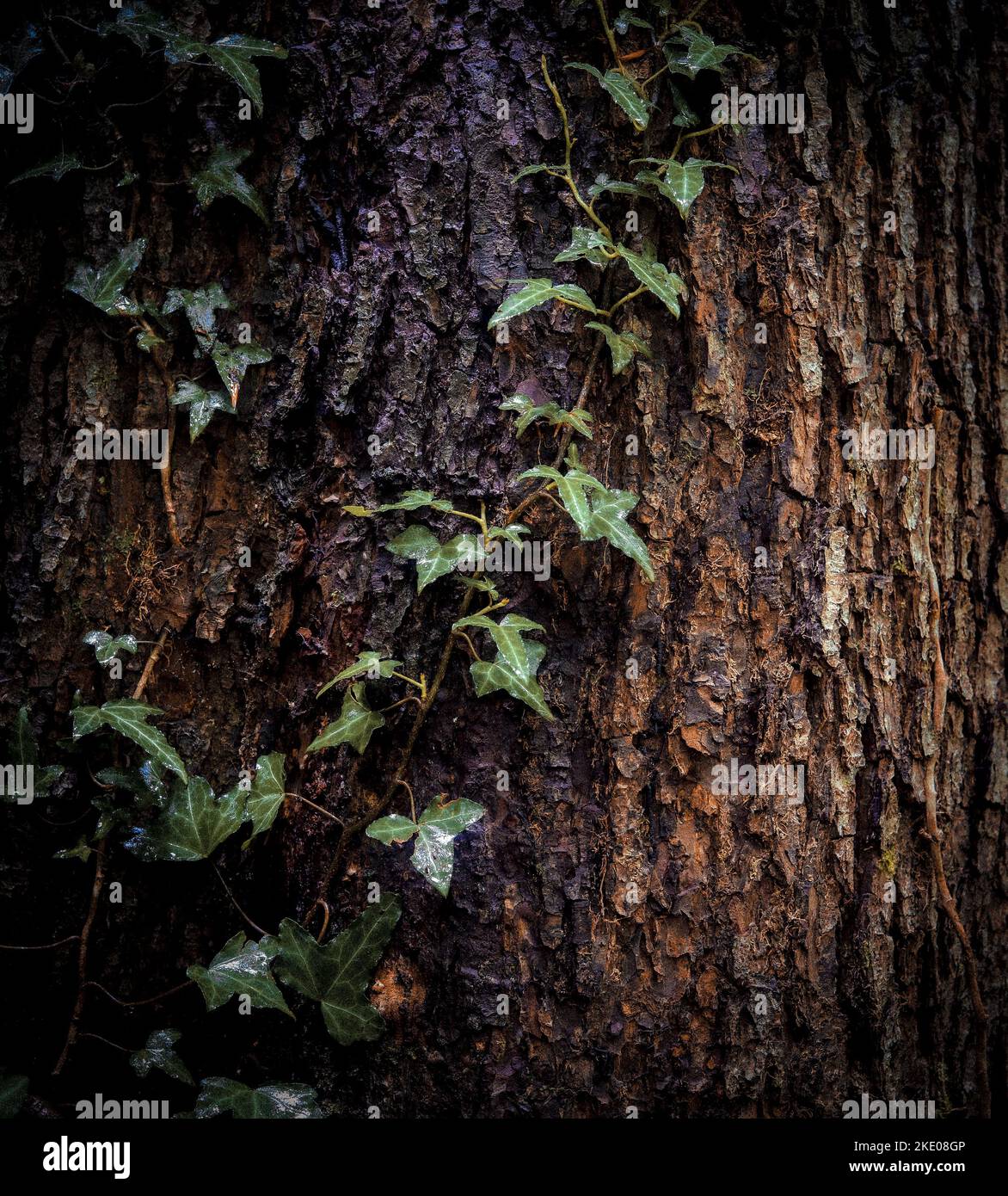 A vertical closeup of green ivy plant climbing on a tree trunk Stock ...