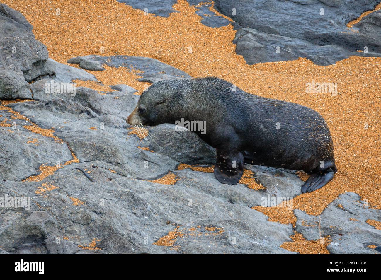 A beautiful shot of a sea lion on rocks at the beach in Katiki Point ...