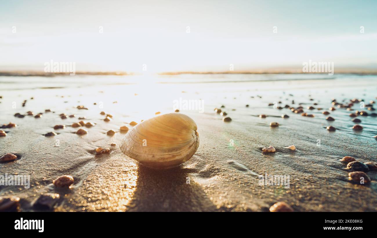 A closeup of a seashell on a sandy beach on a sunny day in Invercargill ...