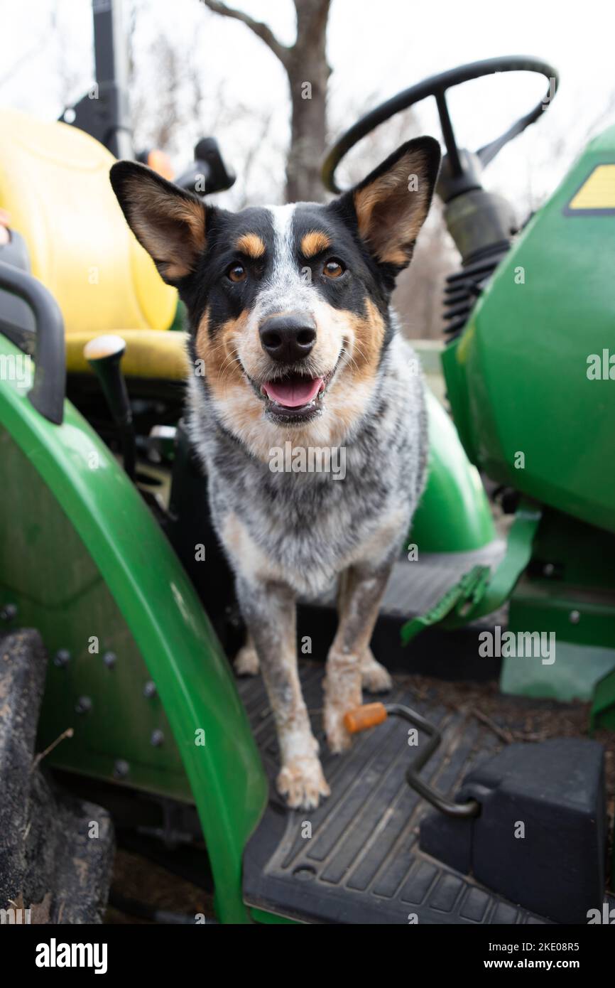 A vertical shot of an Australian Cattle dog in a car looking into the ...