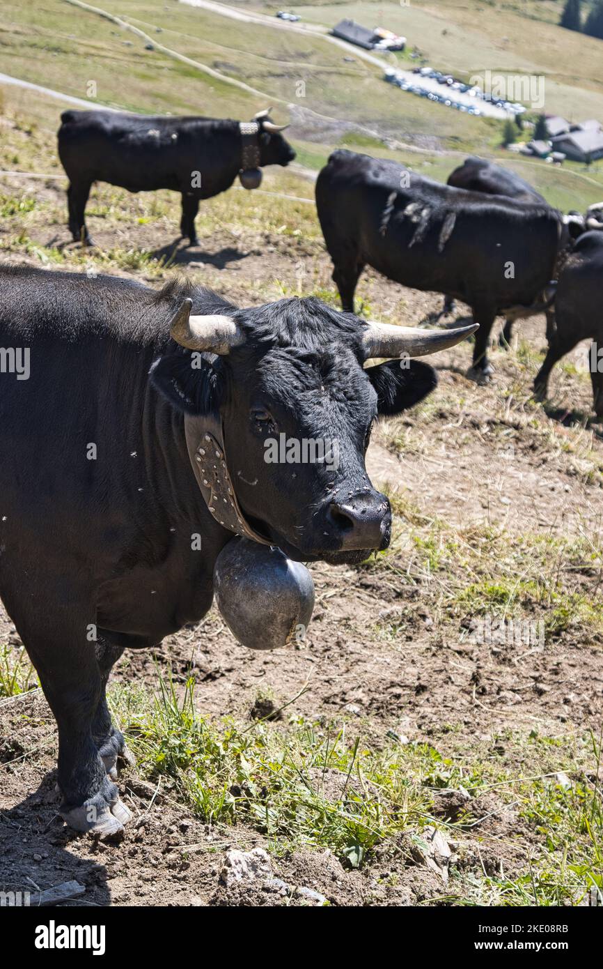 The vertical view of black bulls on a green slope, wearing bells on ...