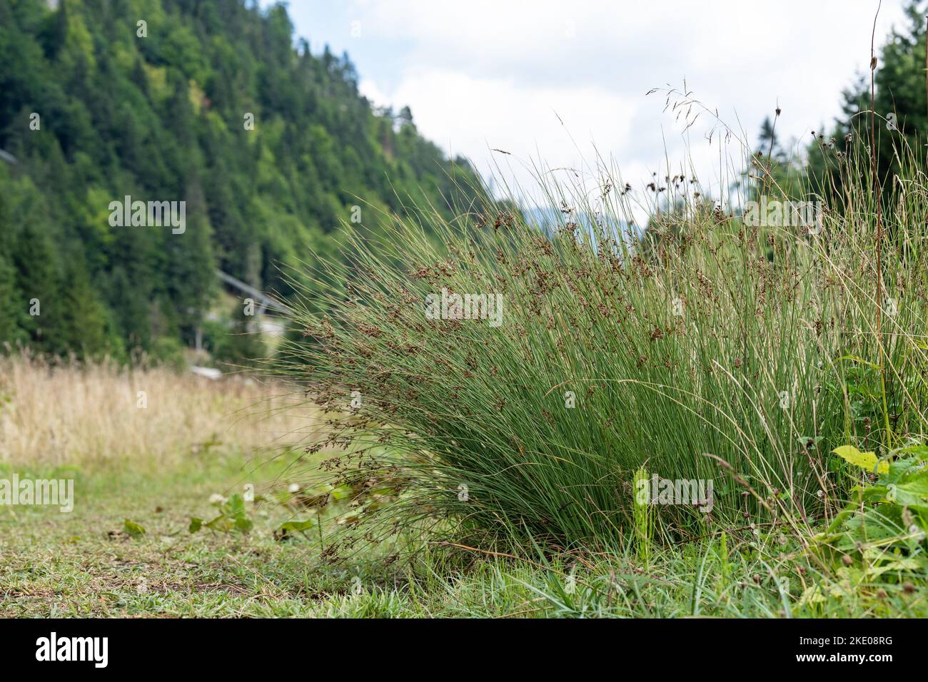 A landscape of a green field at forested hills Stock Photo - Alamy