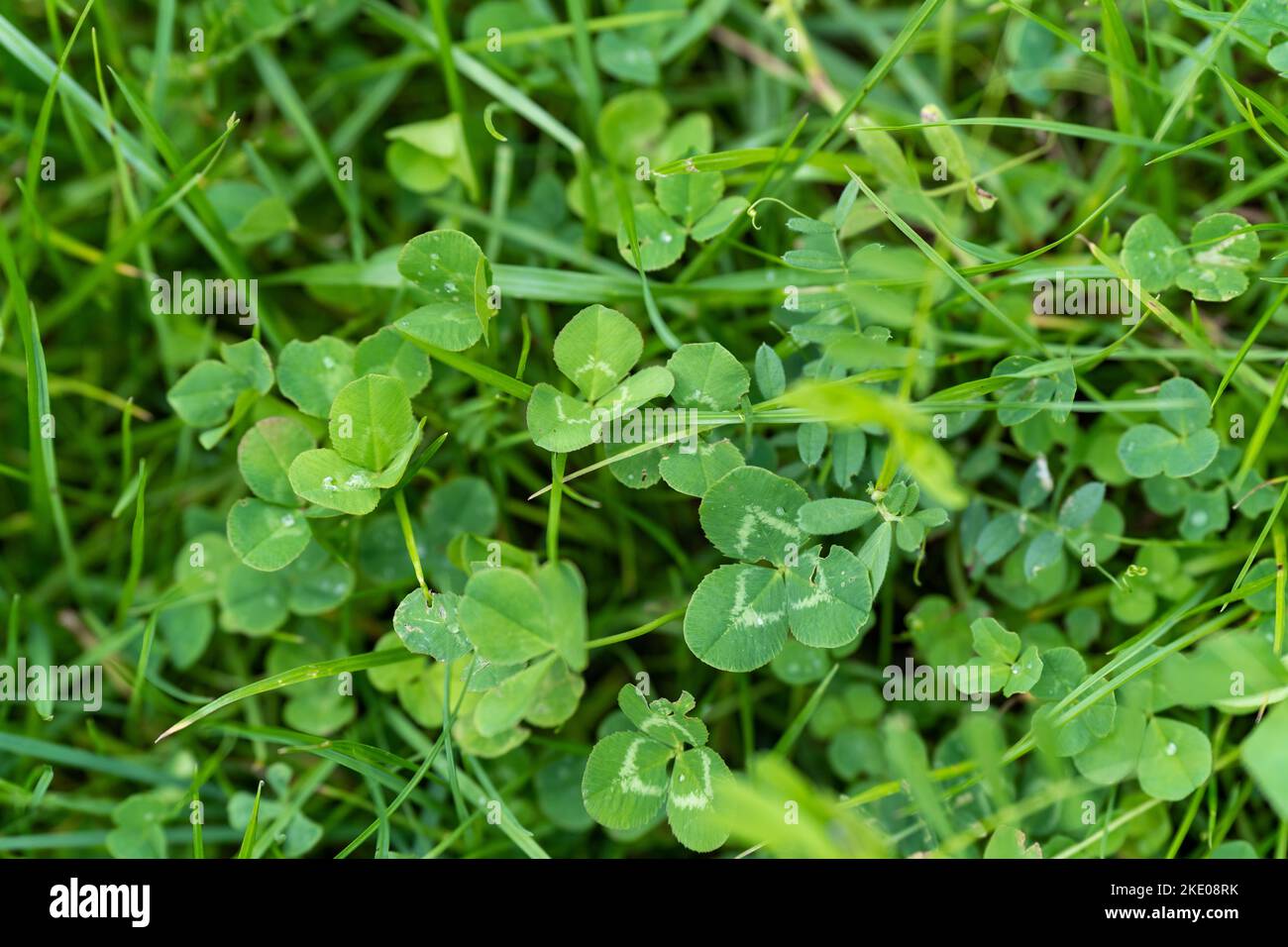 A beautiful green clover field background Stock Photo - Alamy