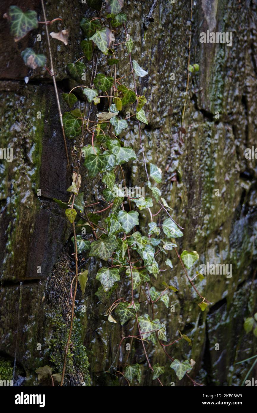 The vertical view of Hedera climbing up the algae-covered stone wall ...