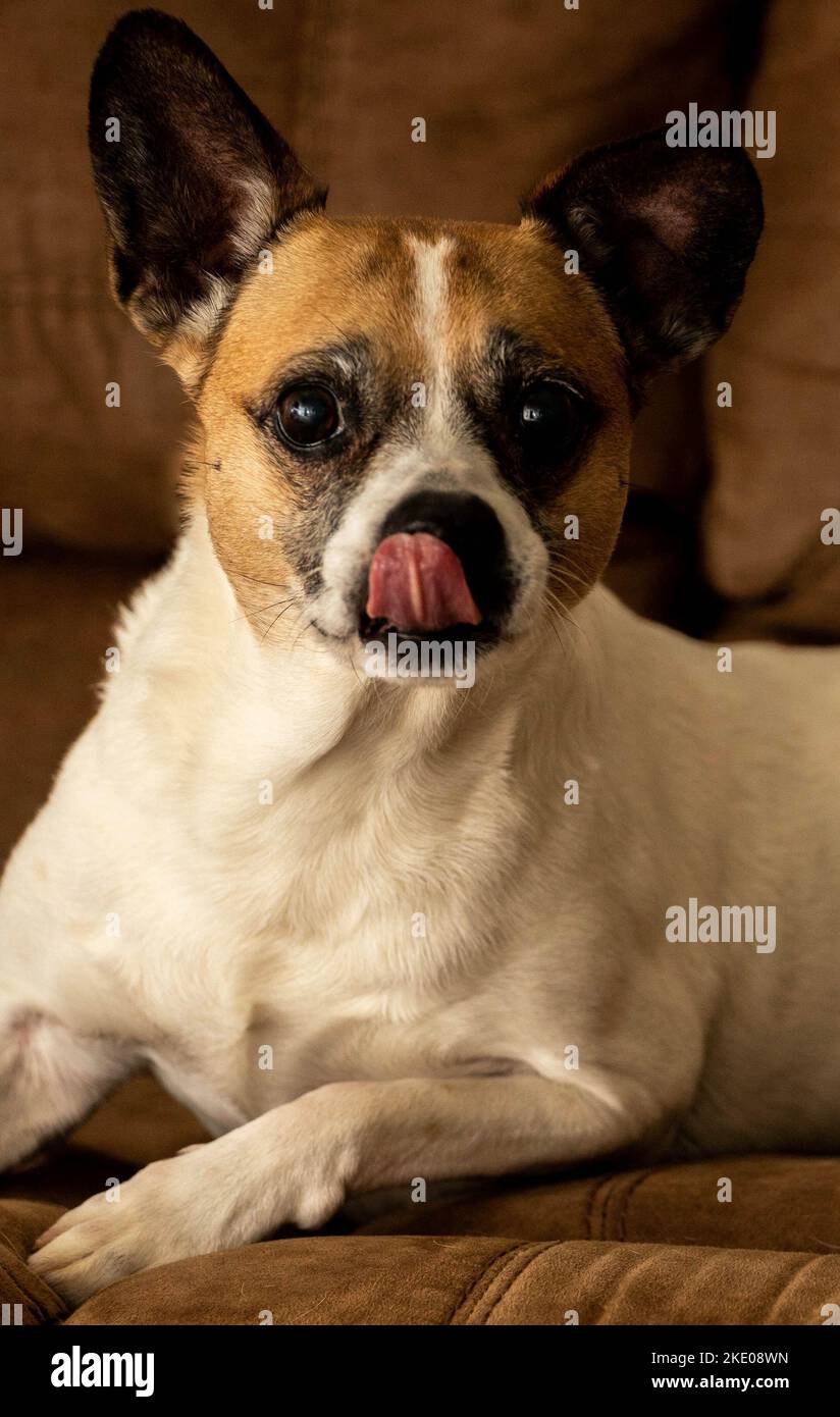 A vertical shot of a jack Russell terrier dog sitting on the sofa ...